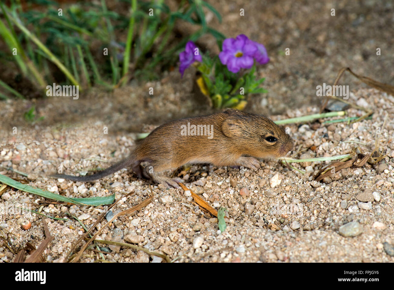 Hispid Cotton Rat Sigmodon hispidus Tucson, Pinal County, Arizona ...