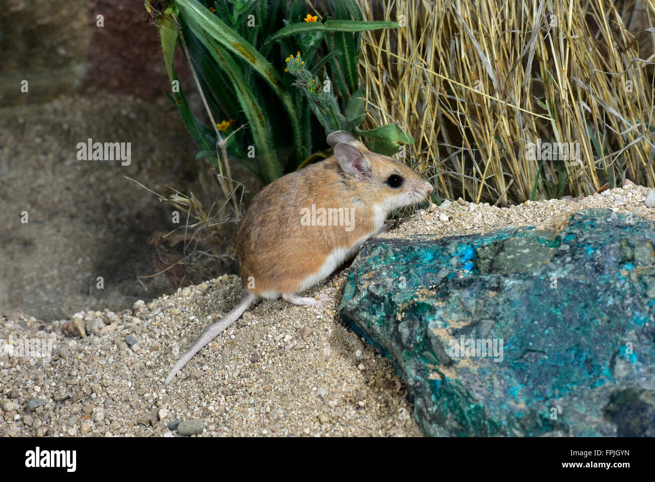 Onychomys leucogaster hi-res stock photography and images - Alamy