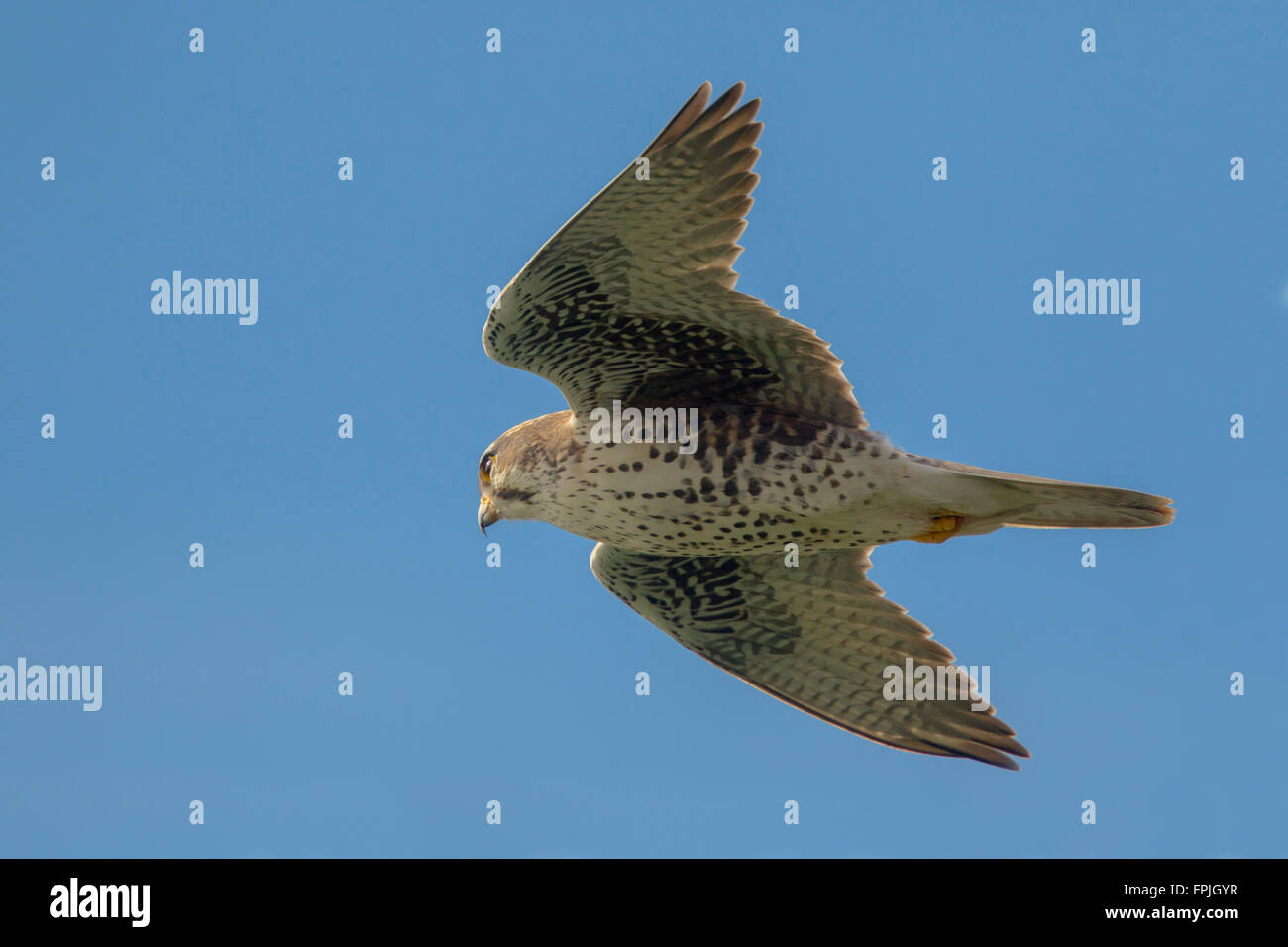 Prairie Falcon Falco mexicanus Desert National Wildlife Refuge, Las ...
