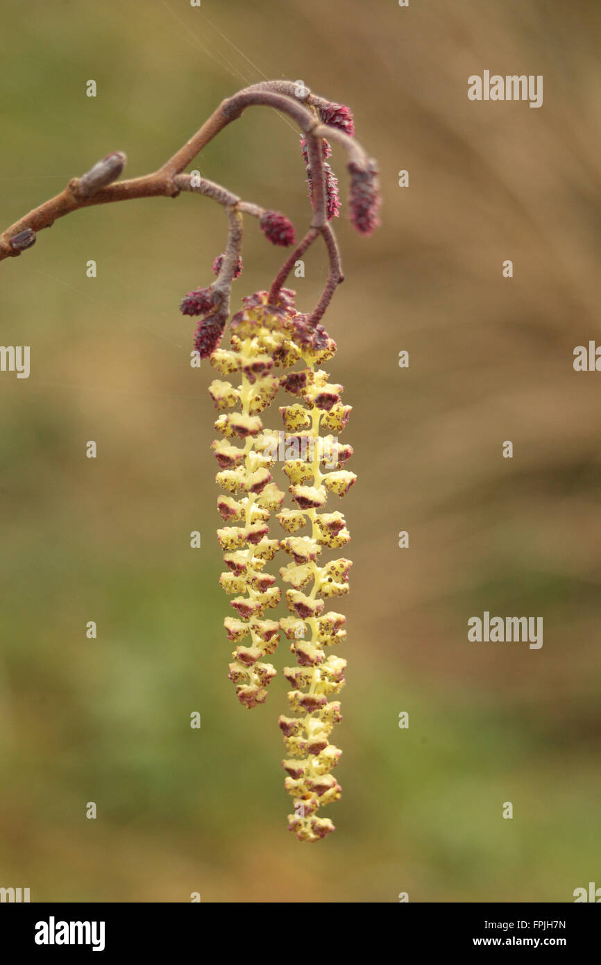 Image of hazel catkins High Resolution Stock Photography and Images - Alamy
