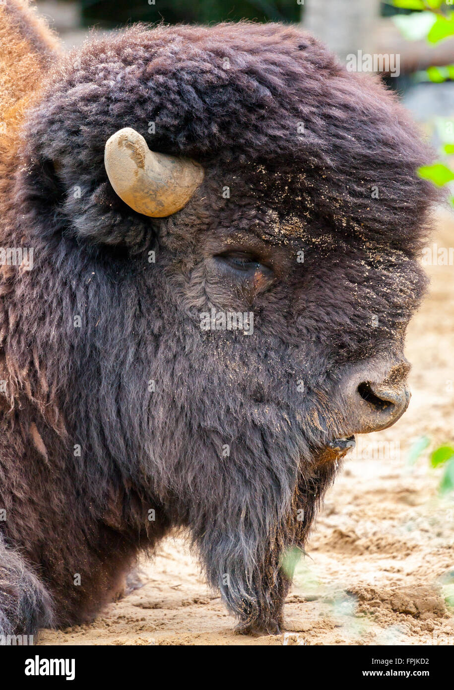 bison bull head portrait Stock Photo - Alamy