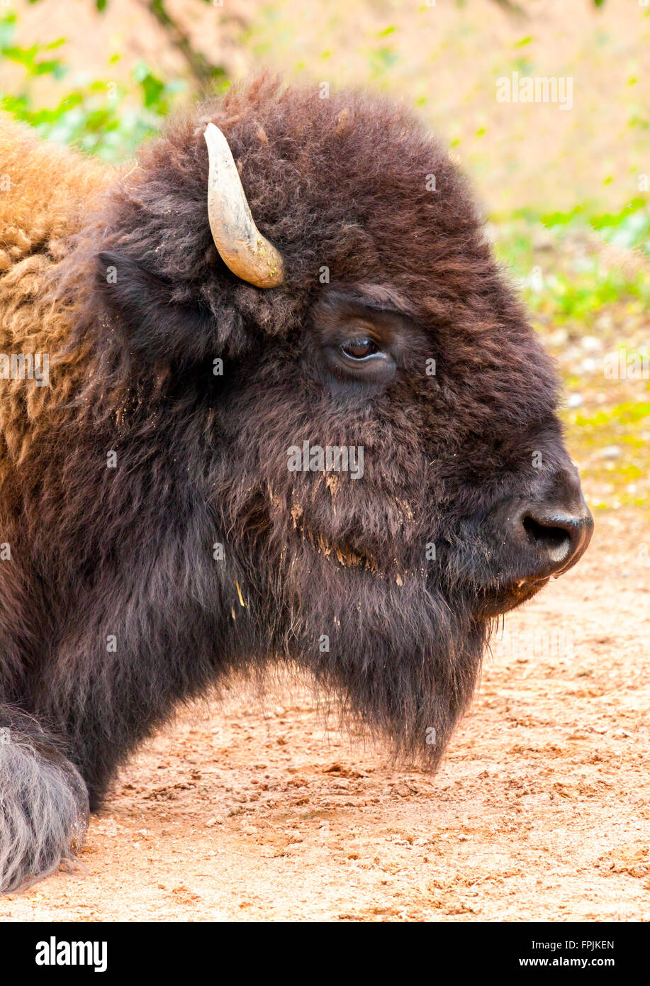 female bison head portrait Stock Photo - Alamy