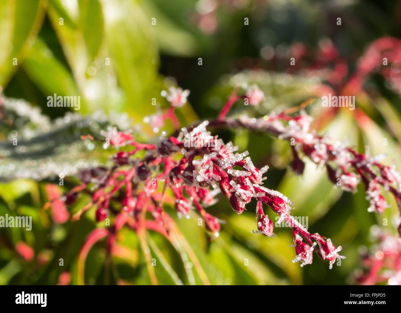 Pieris japonica hi-res stock photography and images - Alamy