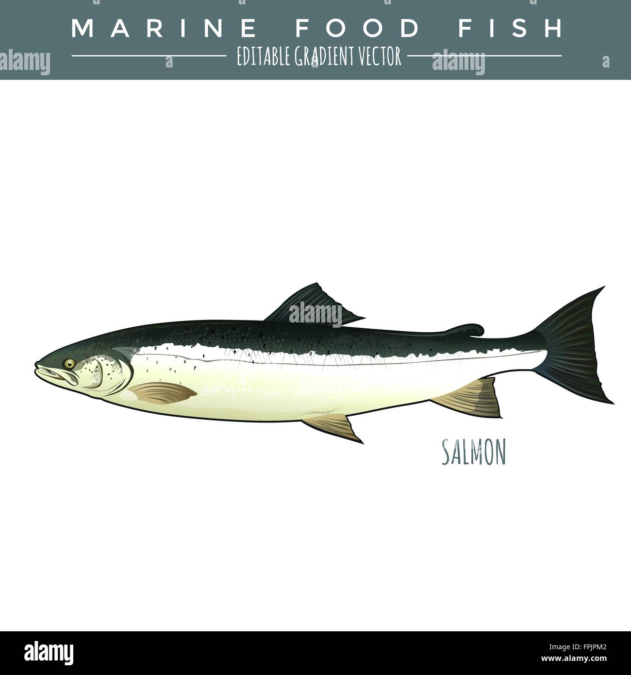 Canned salmon isolated Stock Vector Images - Alamy