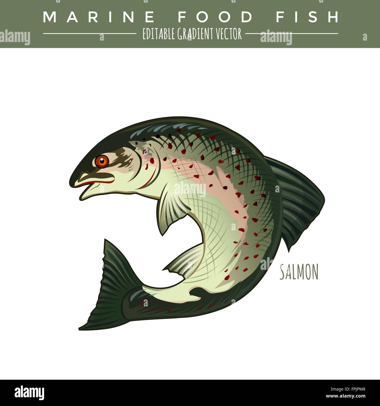 Salmon. Marine Food Fish Stock Vector Image & Art - Alamy