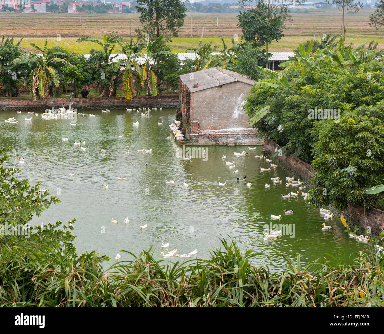 Vilage duck farm near Hue, Vietnam. The ducks are free range but ...