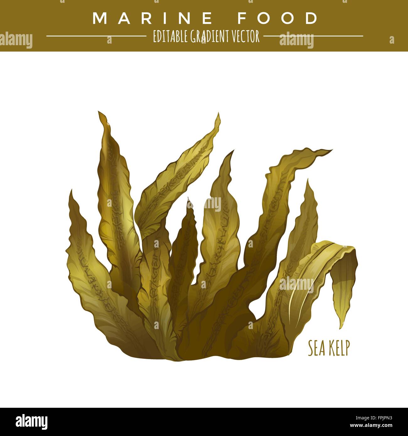 Kelp aquatic atlantic canned drawing Stock Vector Images - Alamy