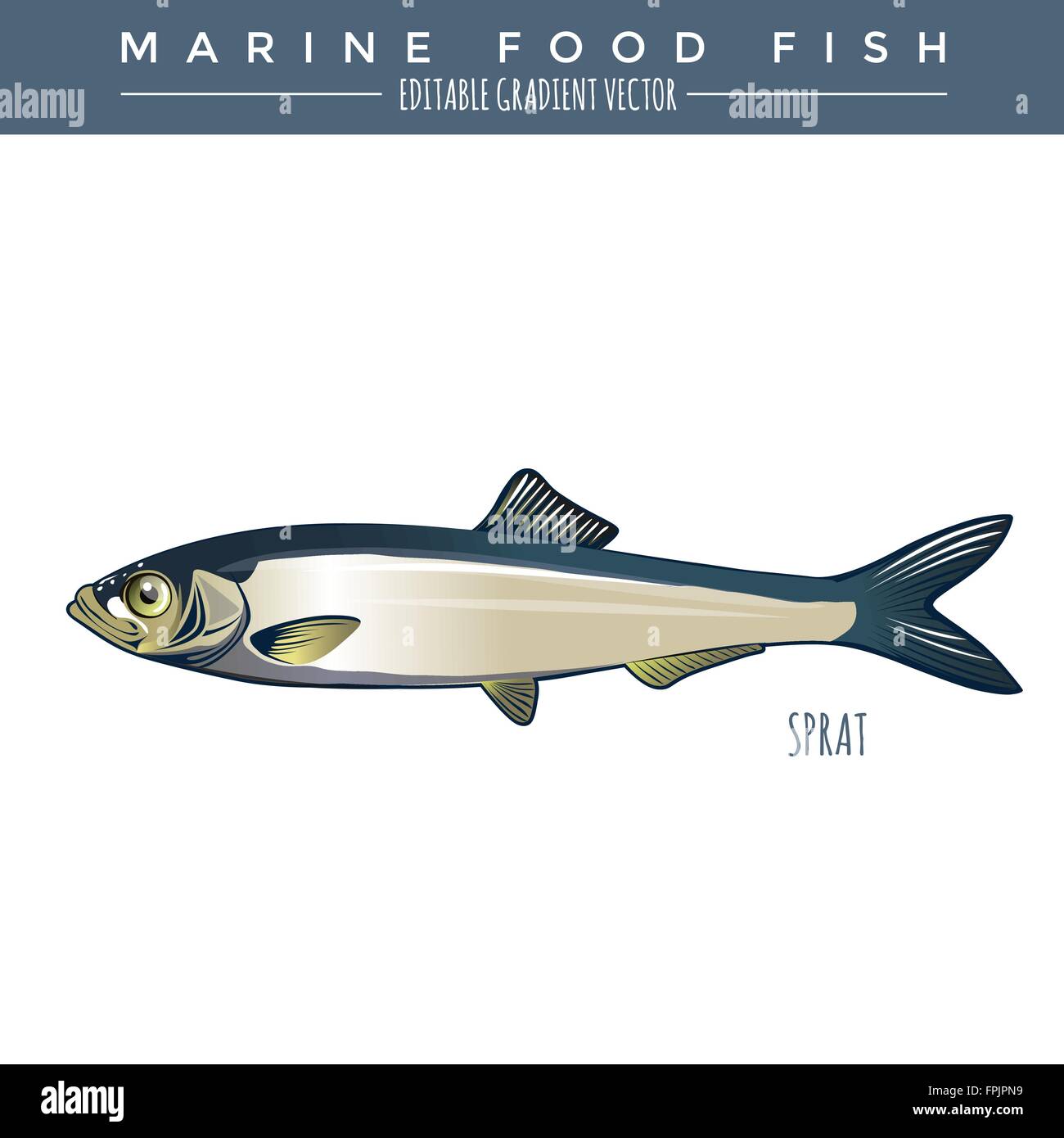 Sprat sprat Stock Vector Images - Alamy