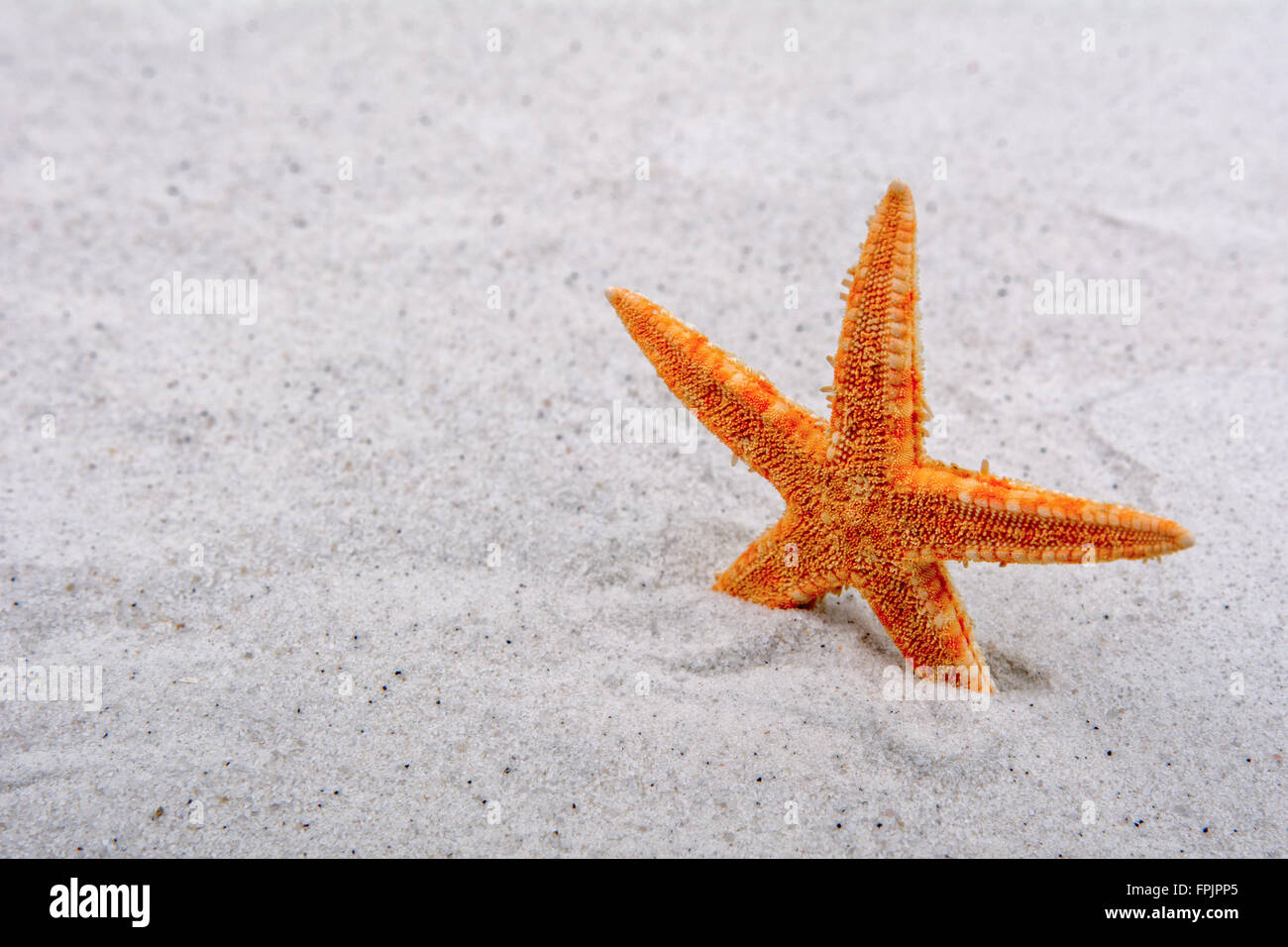 Orange starfish in a grey sand background Stock Photo - Alamy