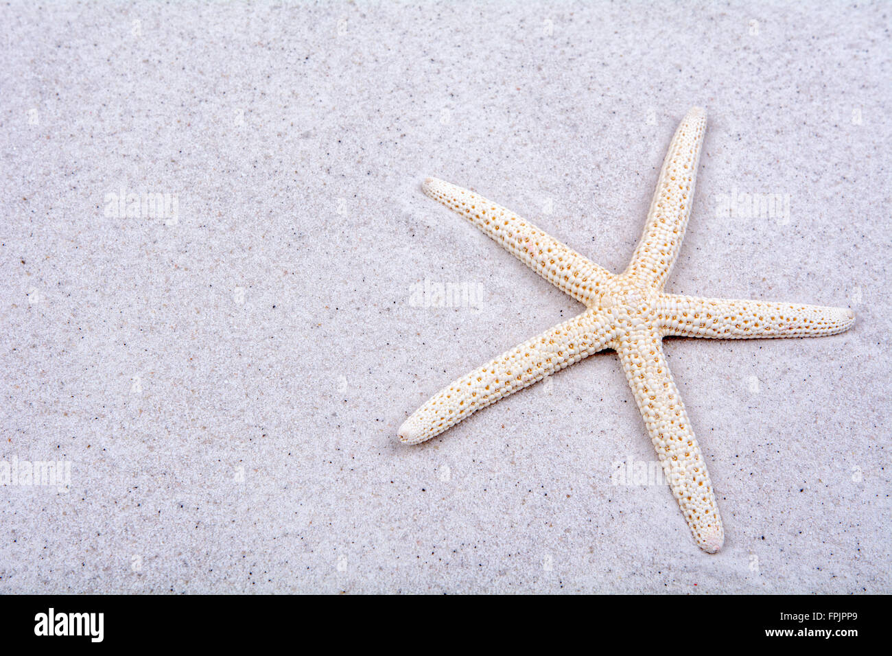 White starfish on a grey sand background Stock Photo - Alamy