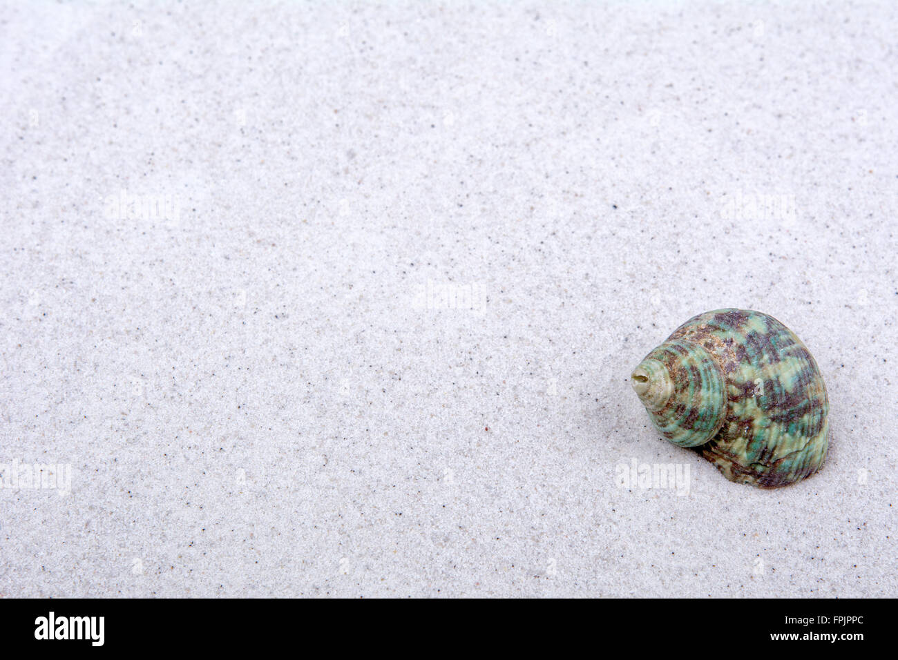 Dark green shell on a grey sand background Stock Photo - Alamy