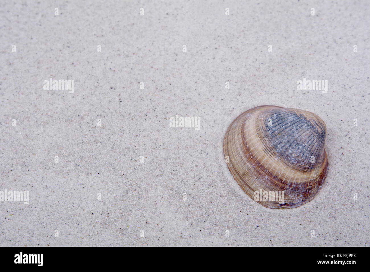 Striped shell on a gray sand background Stock Photo - Alamy