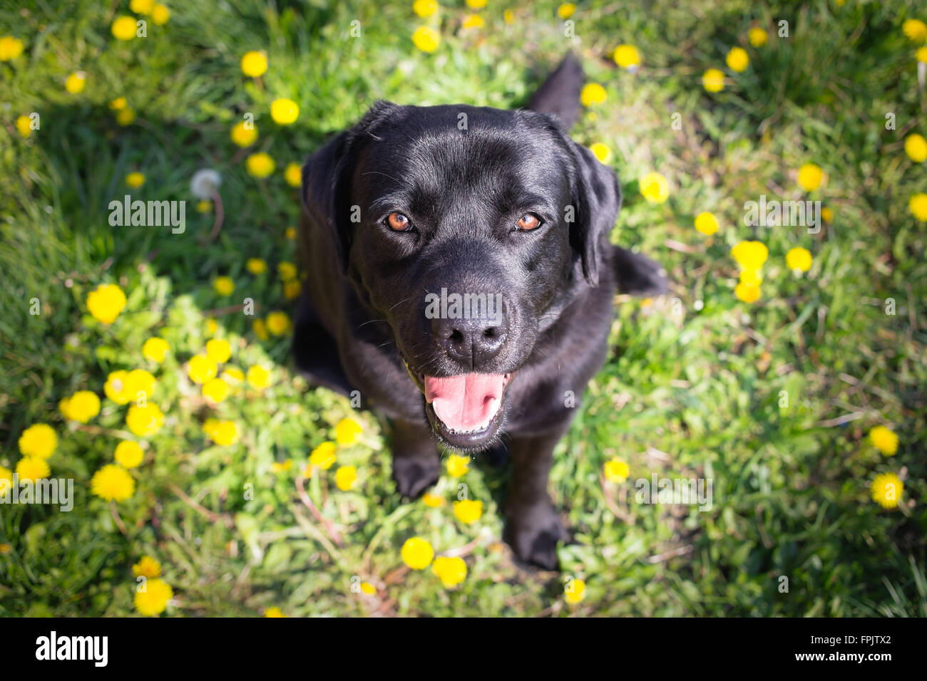Black labrador retriever dog looking up - Spring Portrait Stock Photo ...