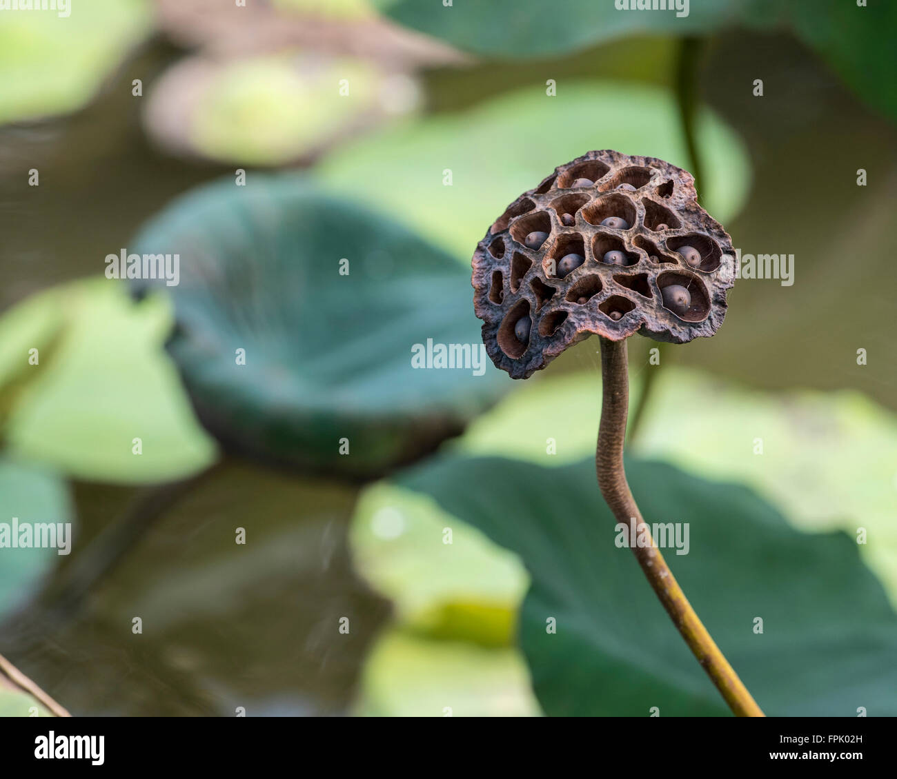 The fruit head with seeds of the pink Lotus, Nelumbo nucifera, is ...