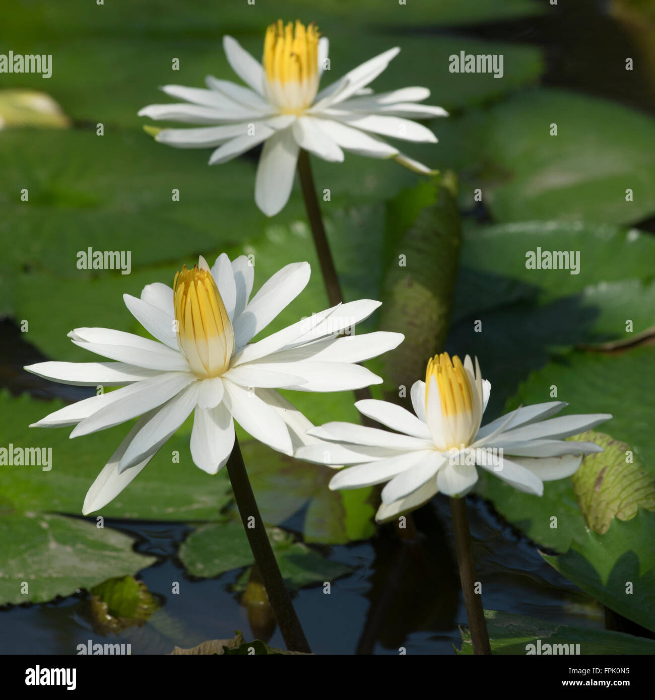 Three flowers of the white egyptian lotus (Nymphaea lotus), in a ...