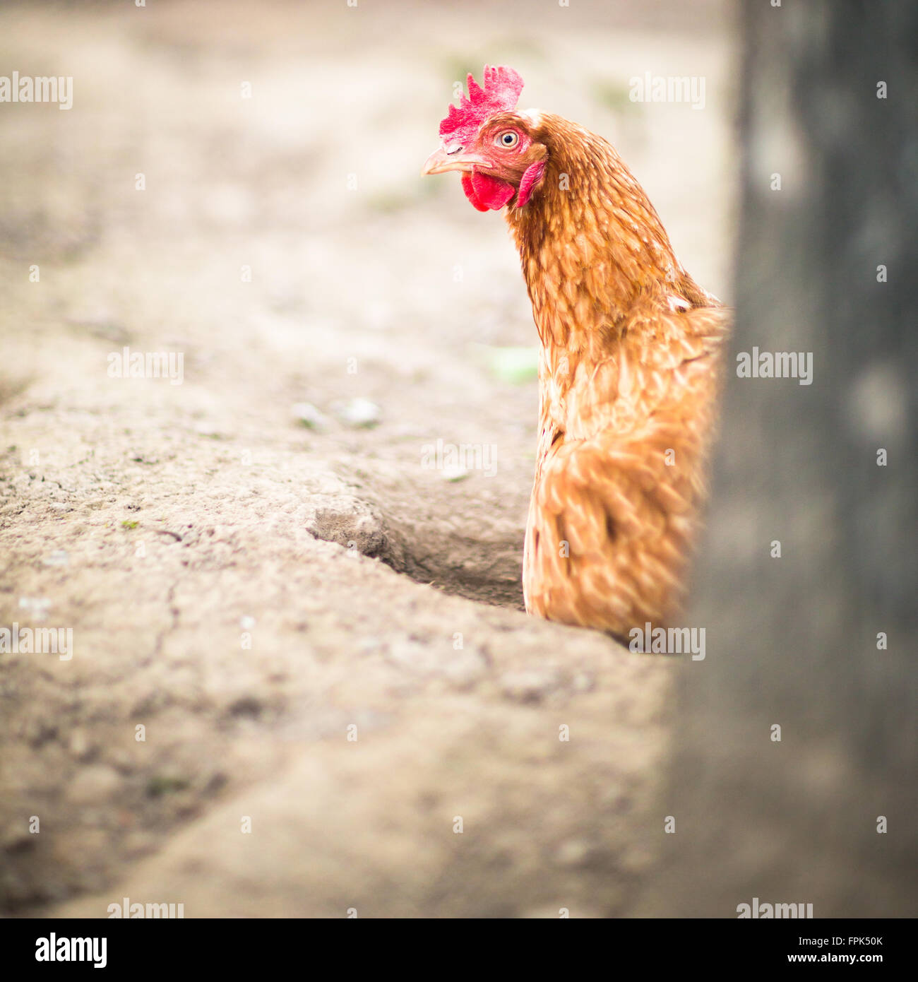 Hen in a farmyard (Gallus gallus domesticus Stock Photo - Alamy