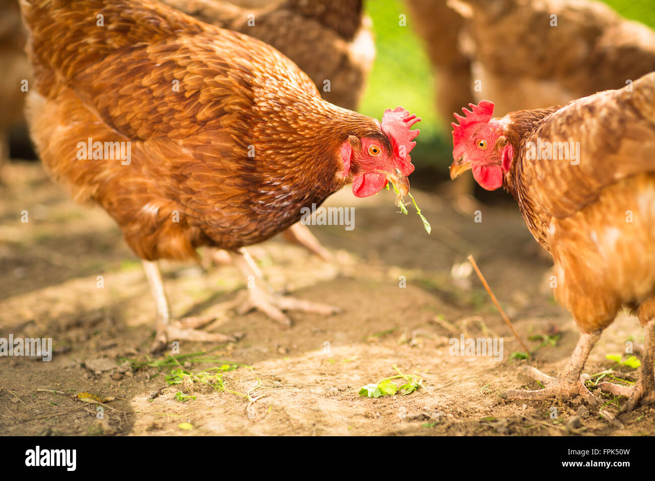 Hen in a farmyard (Gallus gallus domesticus Stock Photo - Alamy