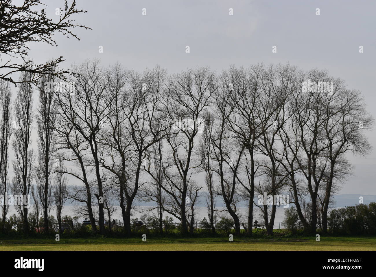 Treeline at Lower Heswall, Wirral, Merseyside Stock Photo - Alamy