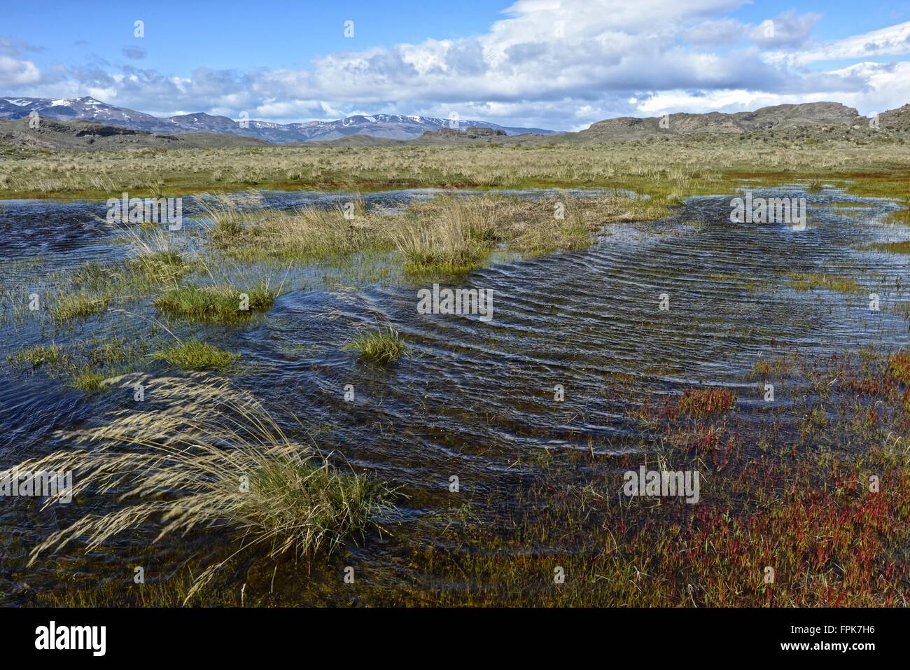Magellanic subpolar forests hi-res stock photography and images - Alamy