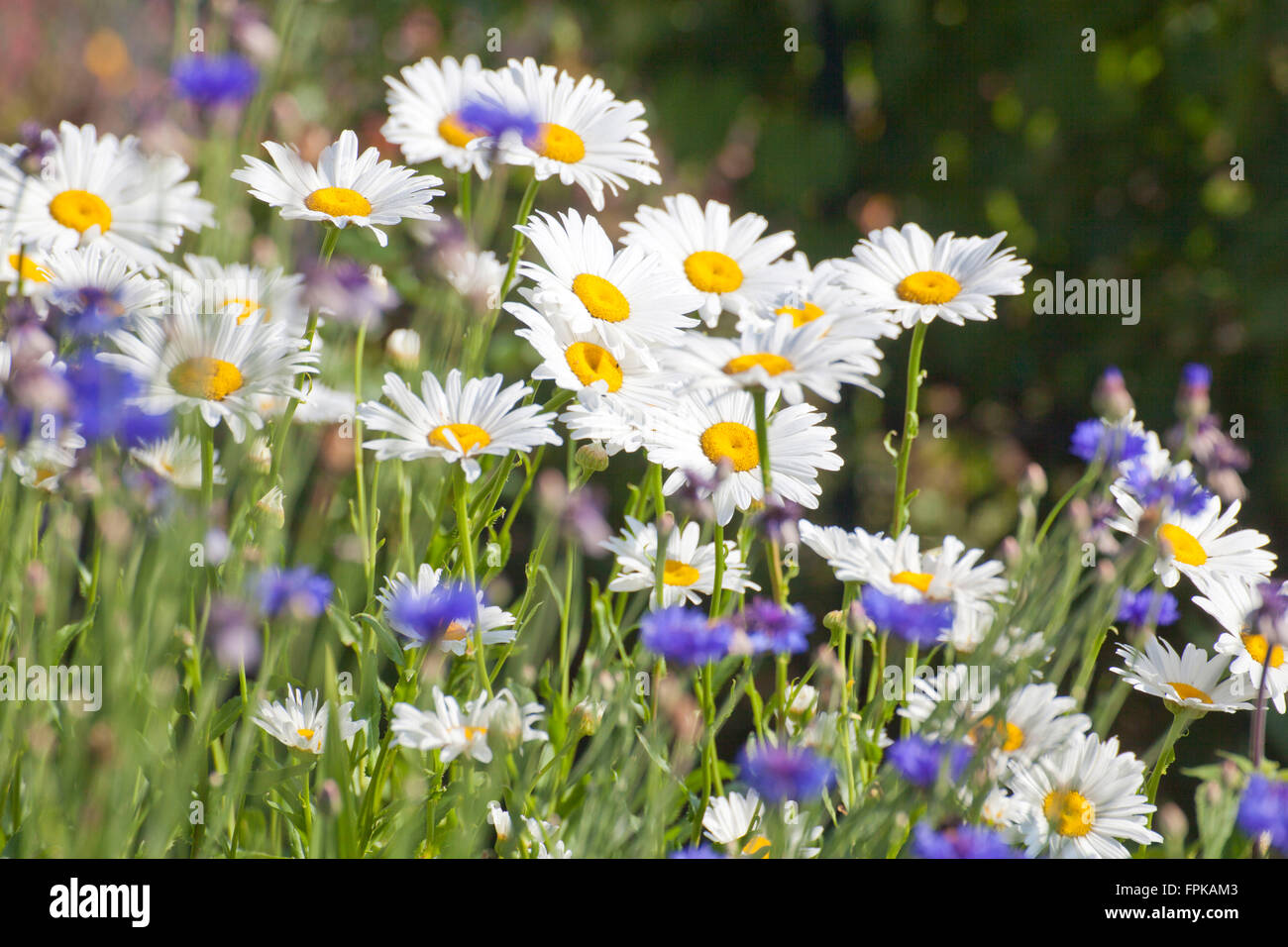 Garden of the painter Claude Monet Stock Photo - Alamy