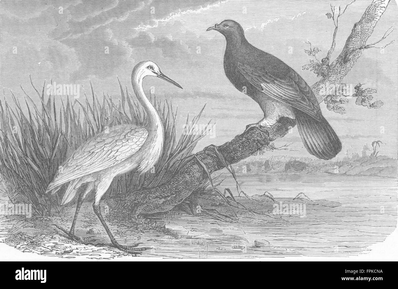 NEW CALEDONIA: Caledonian Heron & Notu Pigeon, antique print 1880 Stock ...