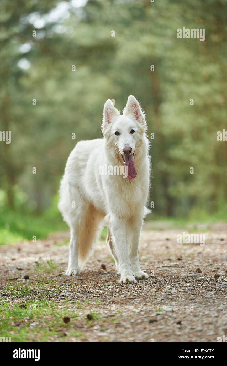 Berger Blanc Suisse, forest path, frontal, standing, looking at camera ...