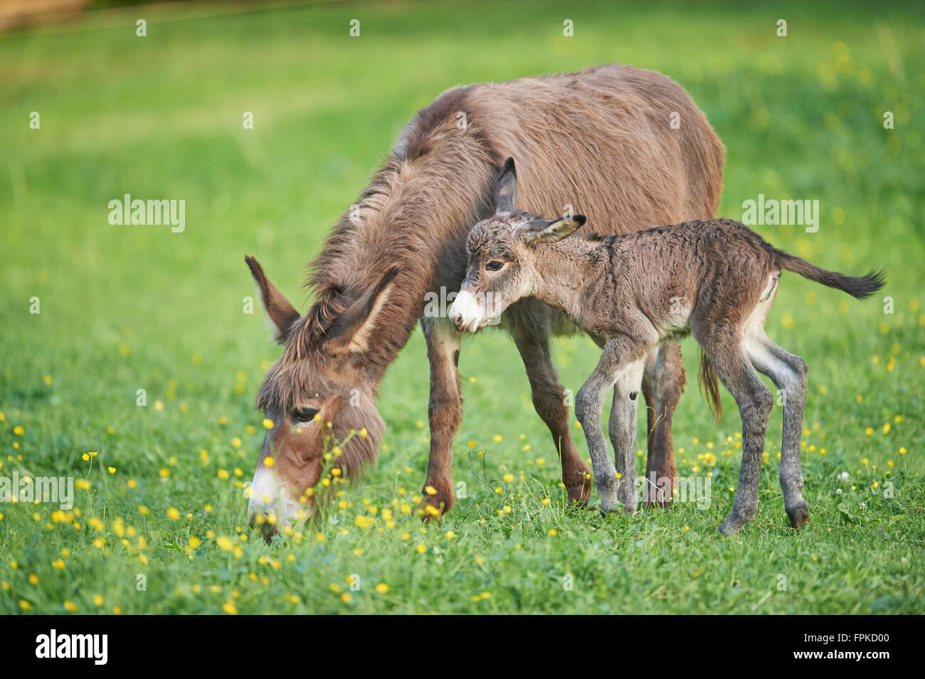 House donkeys, Equus asinus asinus, mare, foal, meadow, side view ...