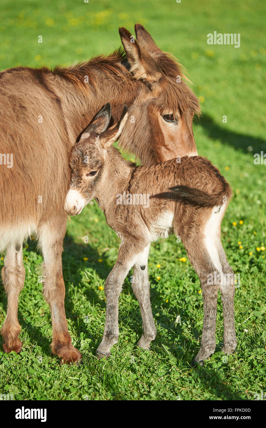 House donkeys, Equus asinus asinus, mare, foal, meadow, side view ...