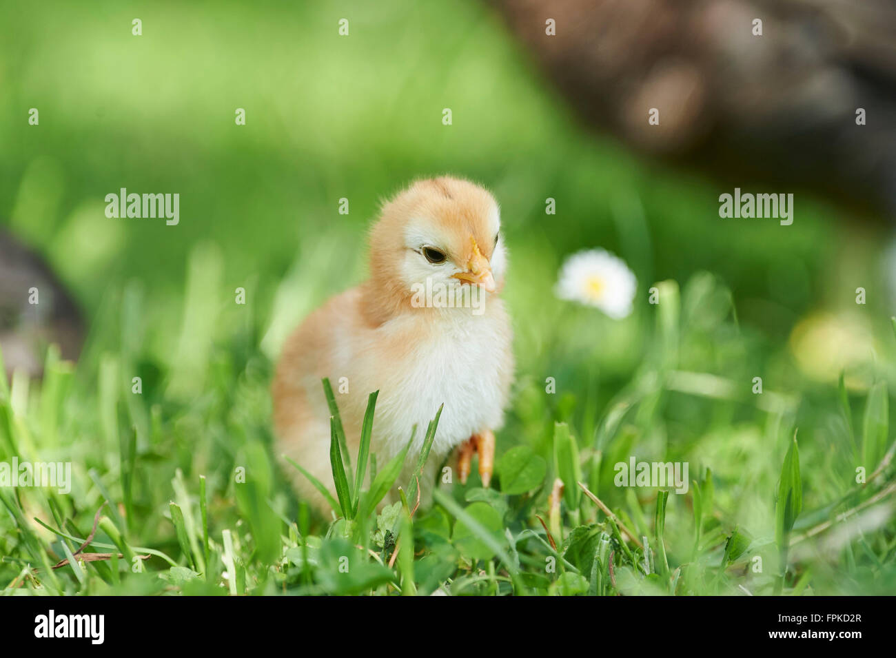 Domestic chicken, Gallus gallus domesticus, chick, meadow, frontal ...