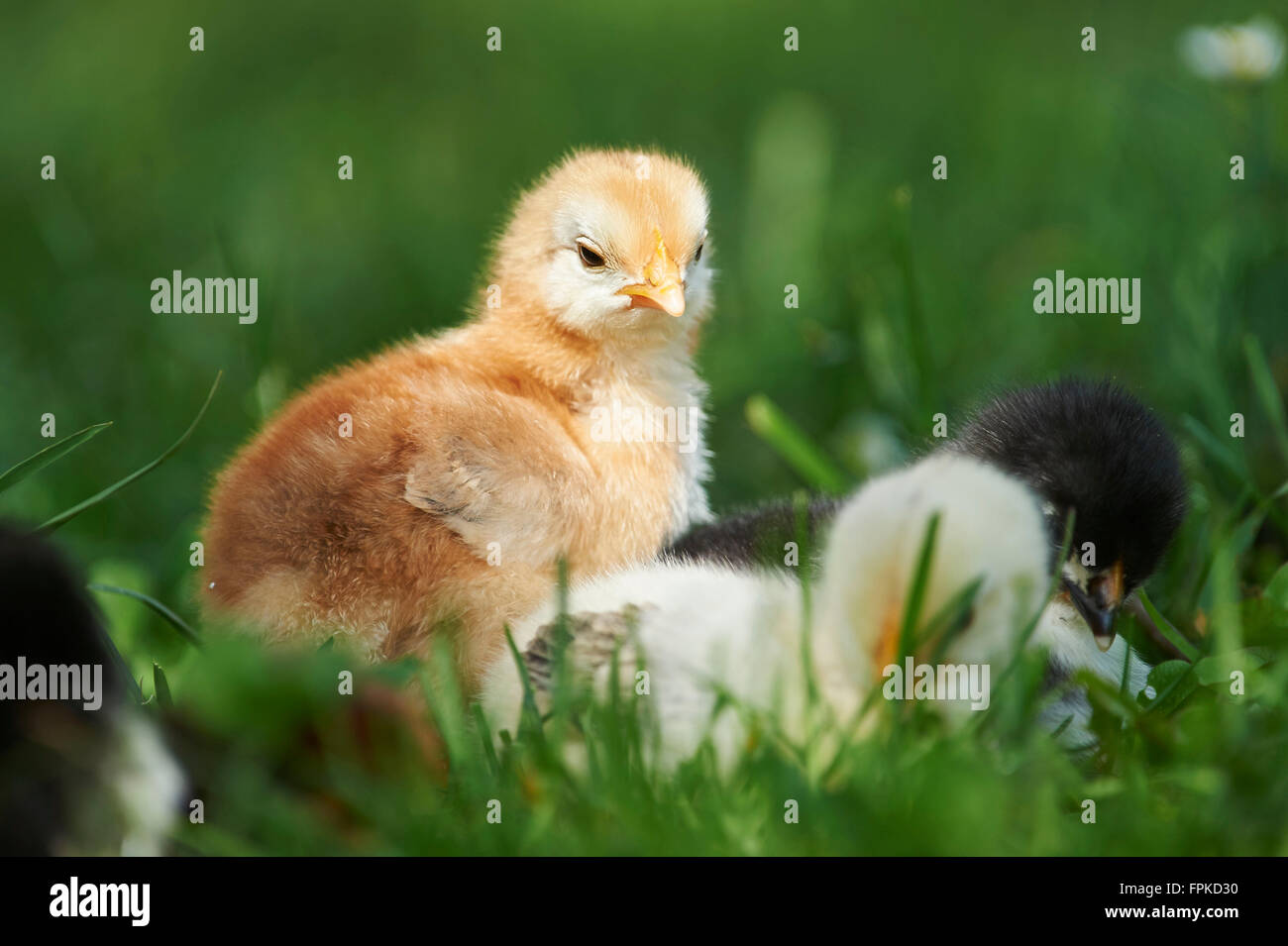 Domestic chicken, Gallus gallus domesticus, chick, meadow, frontal ...