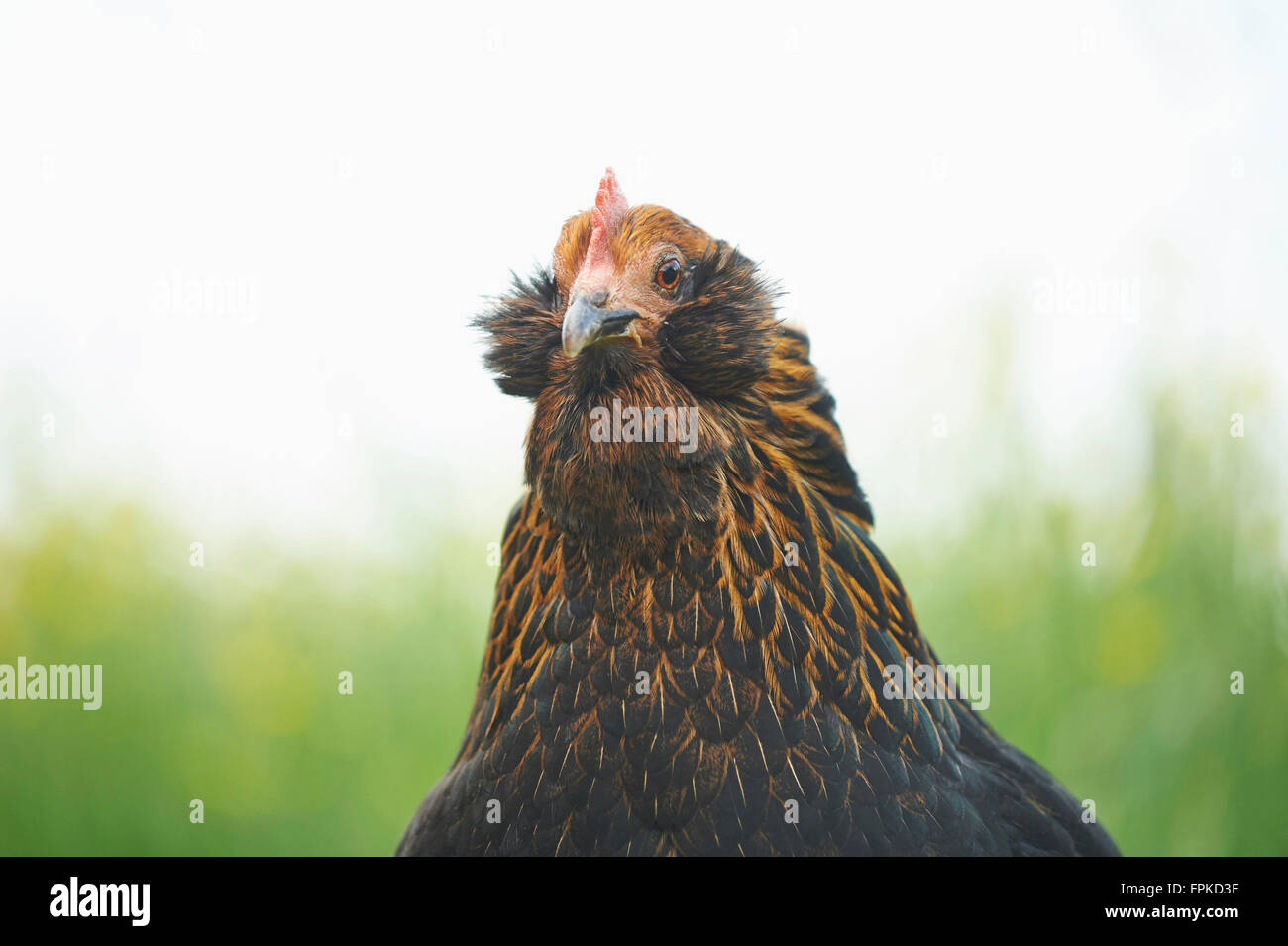 Domestic chicken, Gallus gallus domesticus, portrait, frontal, looking ...