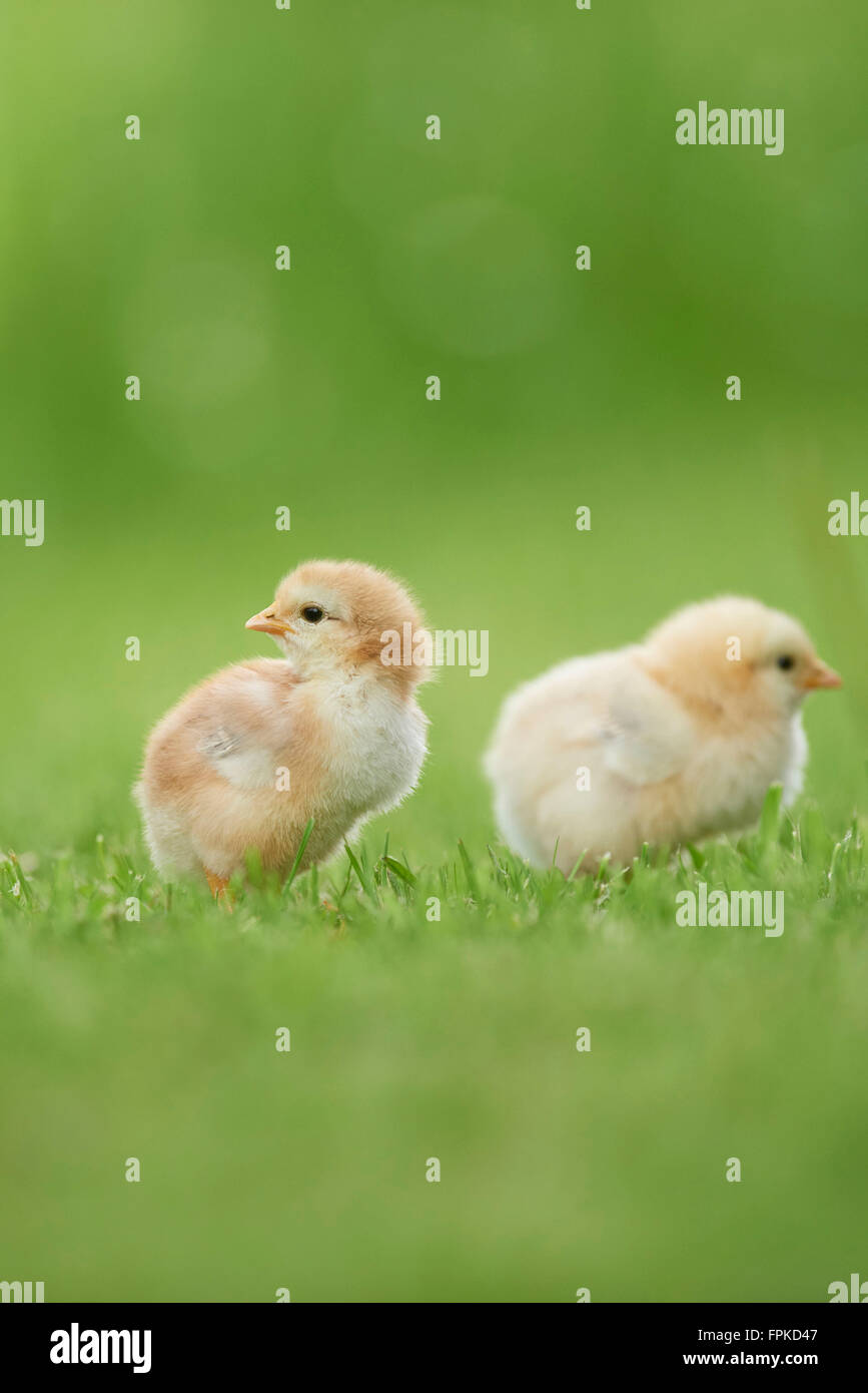 Domestic chickens, Gallus gallus domesticus, chicks, meadow, side view ...