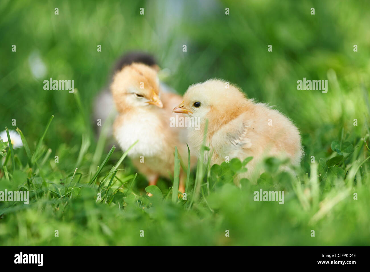 Domestic chickens hi-res stock photography and images - Alamy