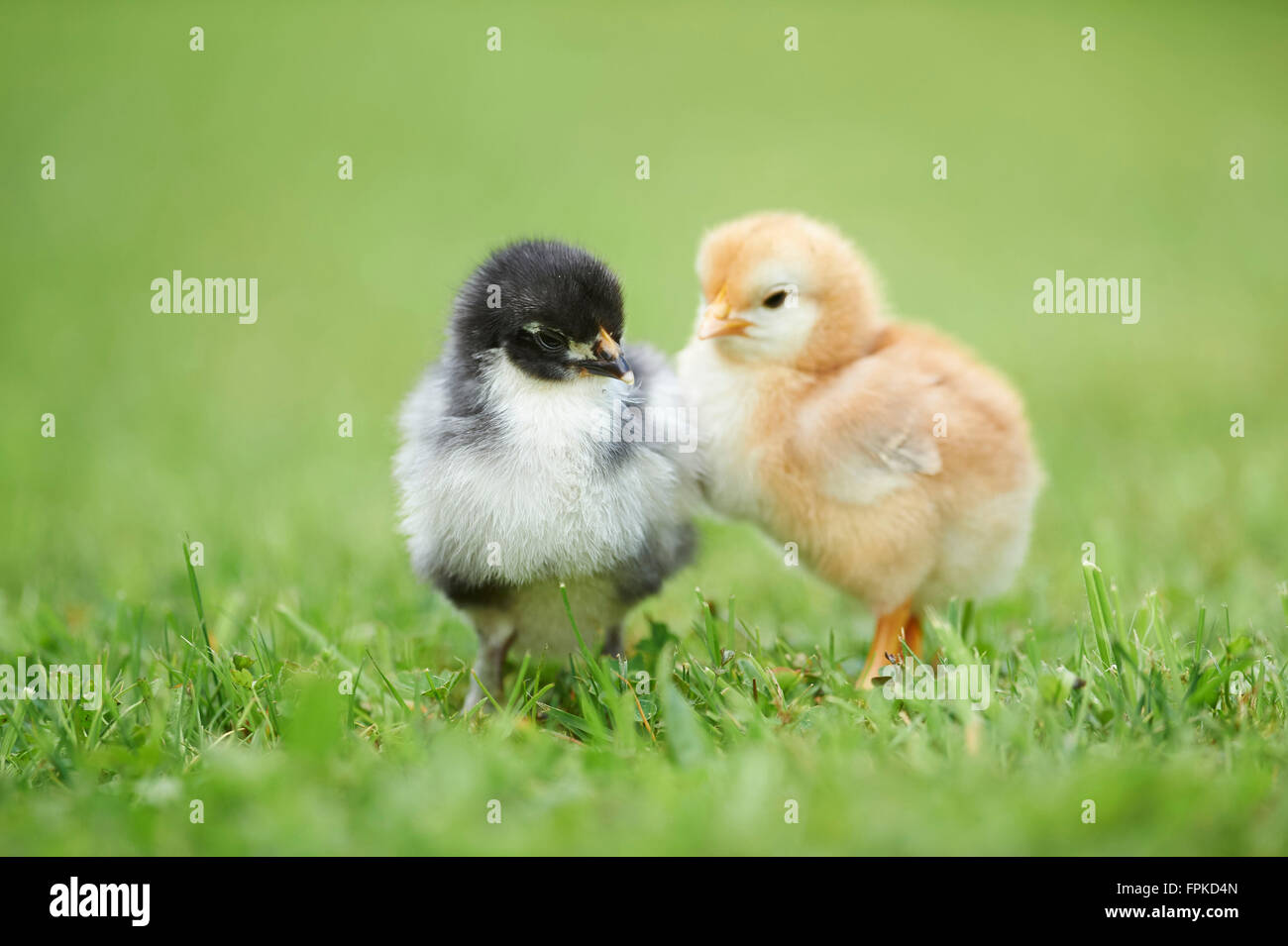 Domestic chickens, Gallus gallus domesticus, chicks, meadow, side view ...