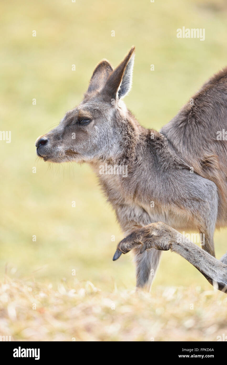Eastern grey kangaroo, Macropus giganteus, half portrait, meadow, side ...