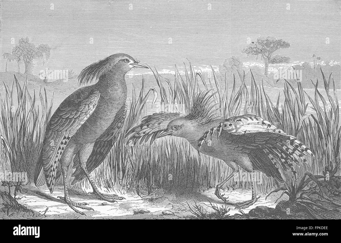 Kagou Black and White Stock Photos & Images - Alamy