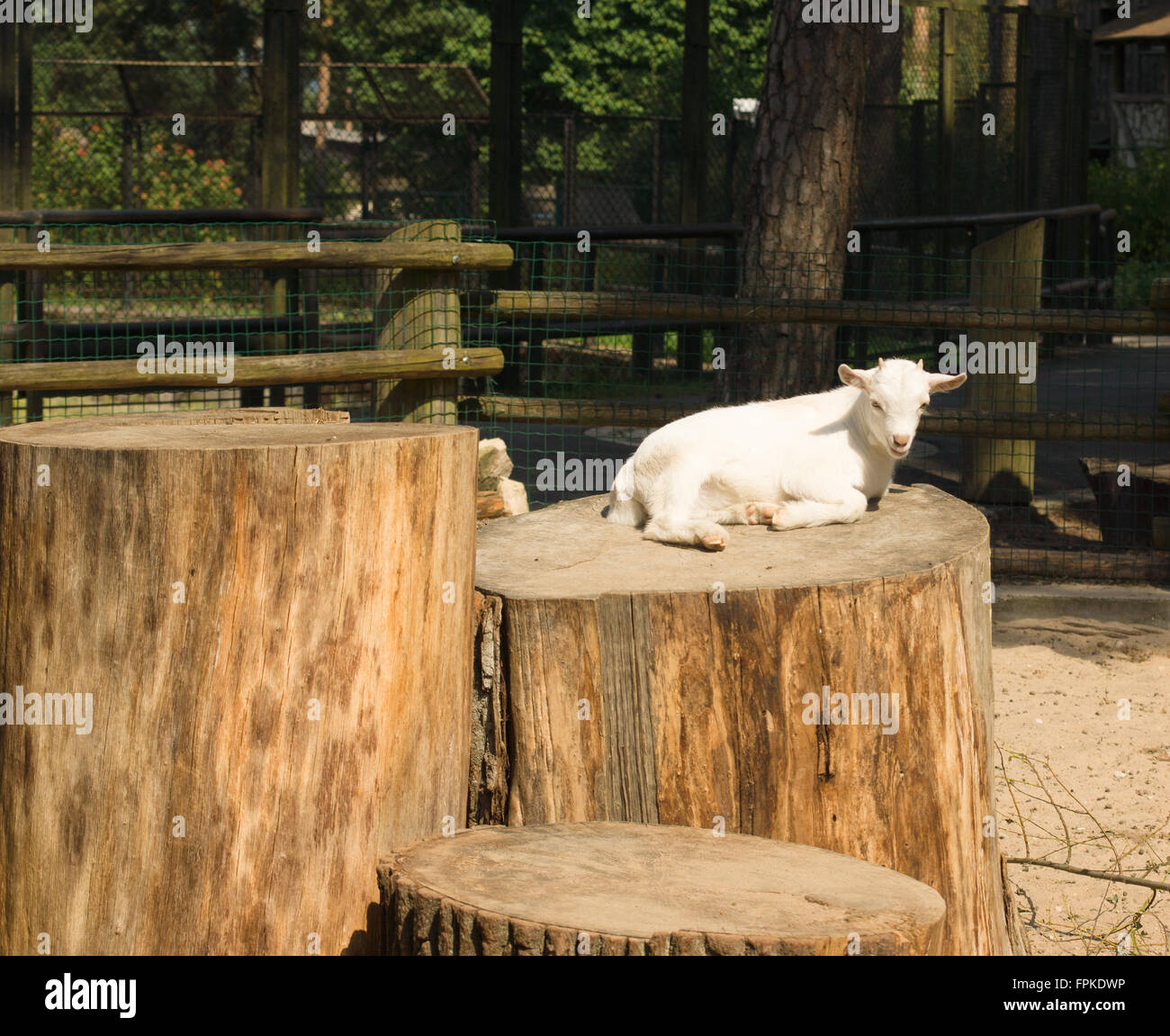 the white small the goat lives on a farm and jumps on logs Stock Photo ...