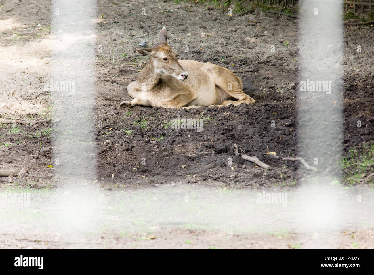 the livestock lives on a farm in the shelter and serves for operation ...