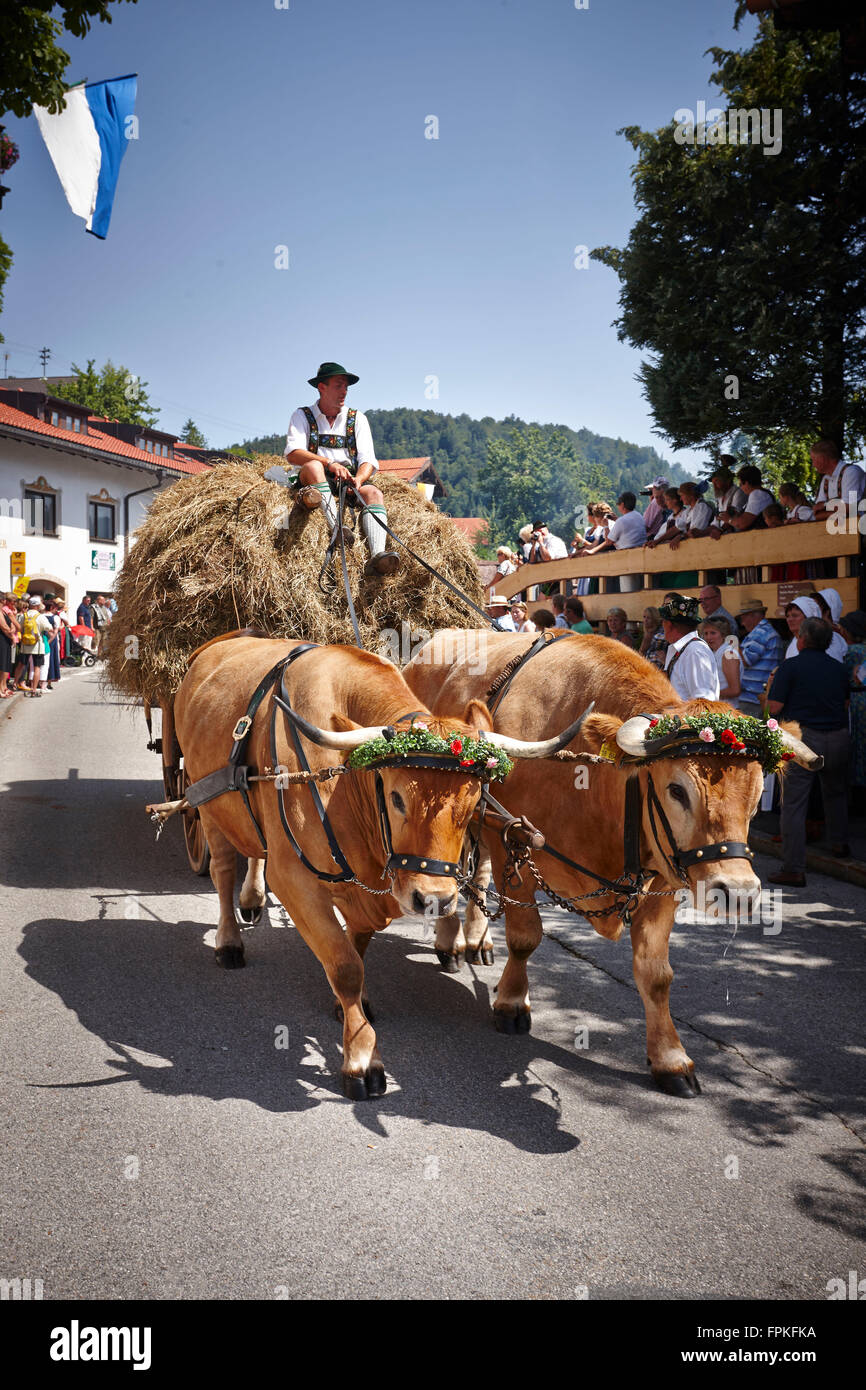 Ox drawn wagon hi-res stock photography and images - Alamy