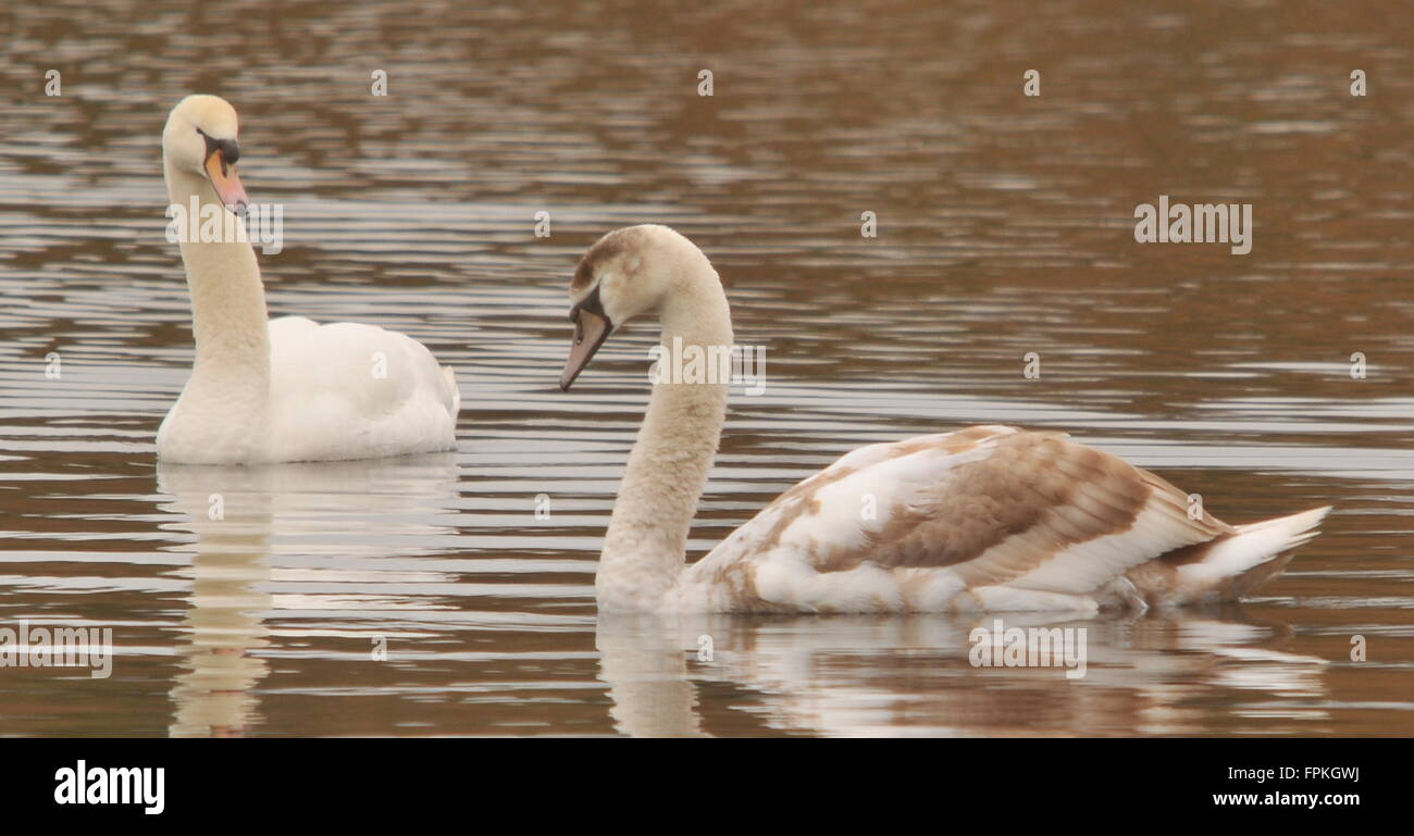 Swan and Signet Stock Photo - Alamy