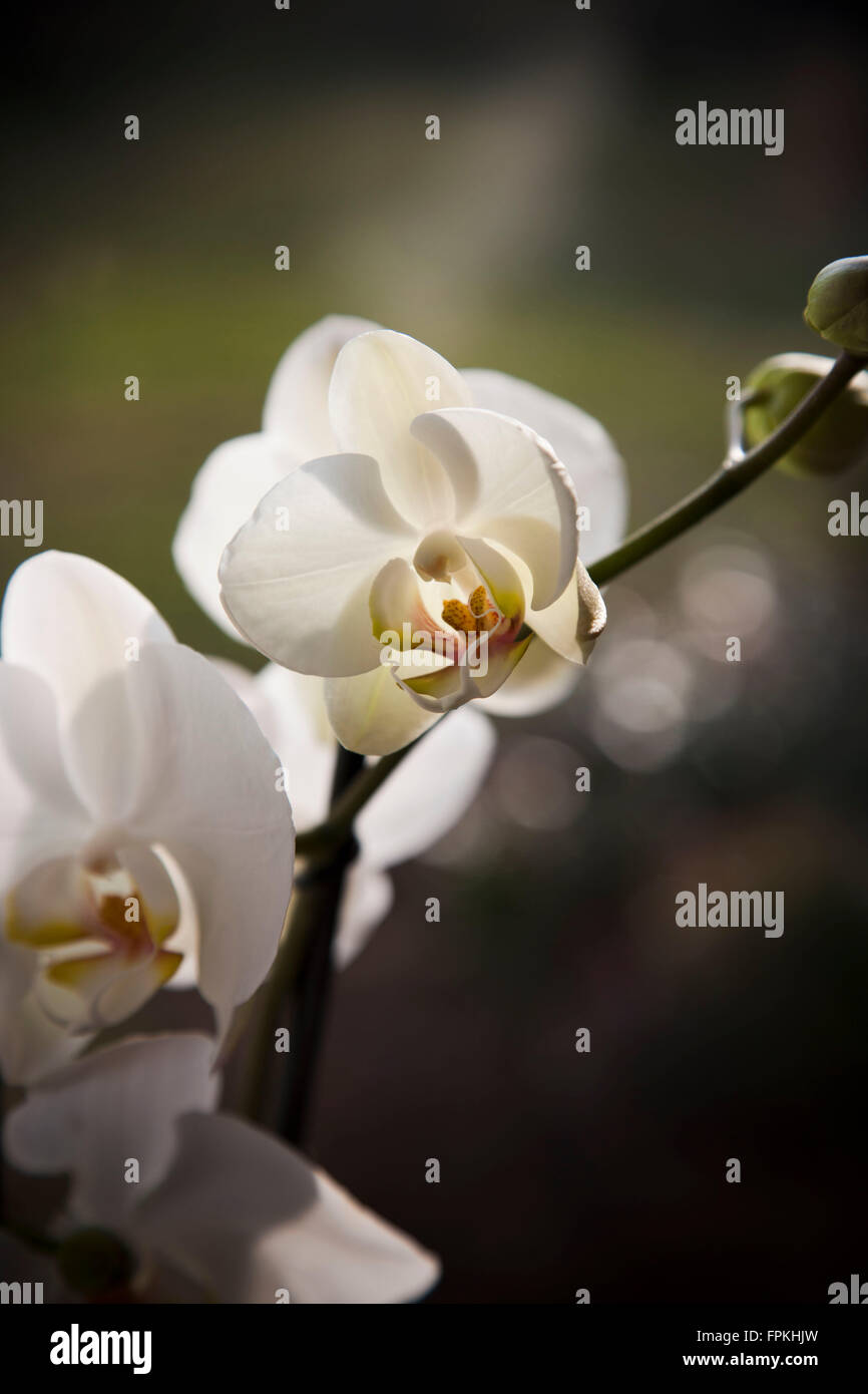 Orchid aerial roots hi-res stock photography and images - Alamy