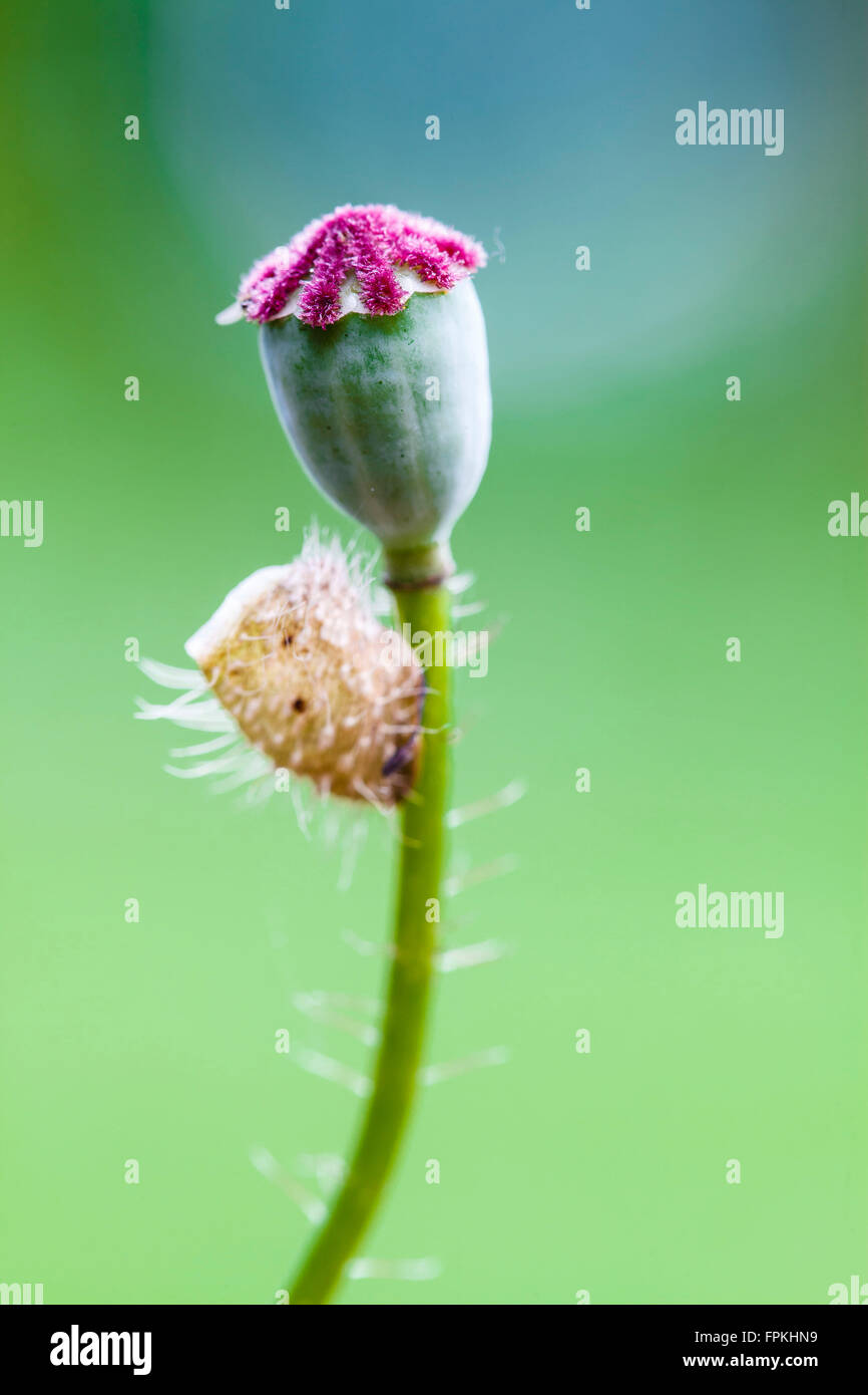 Poppy capsule poppy hi-res stock photography and images - Alamy