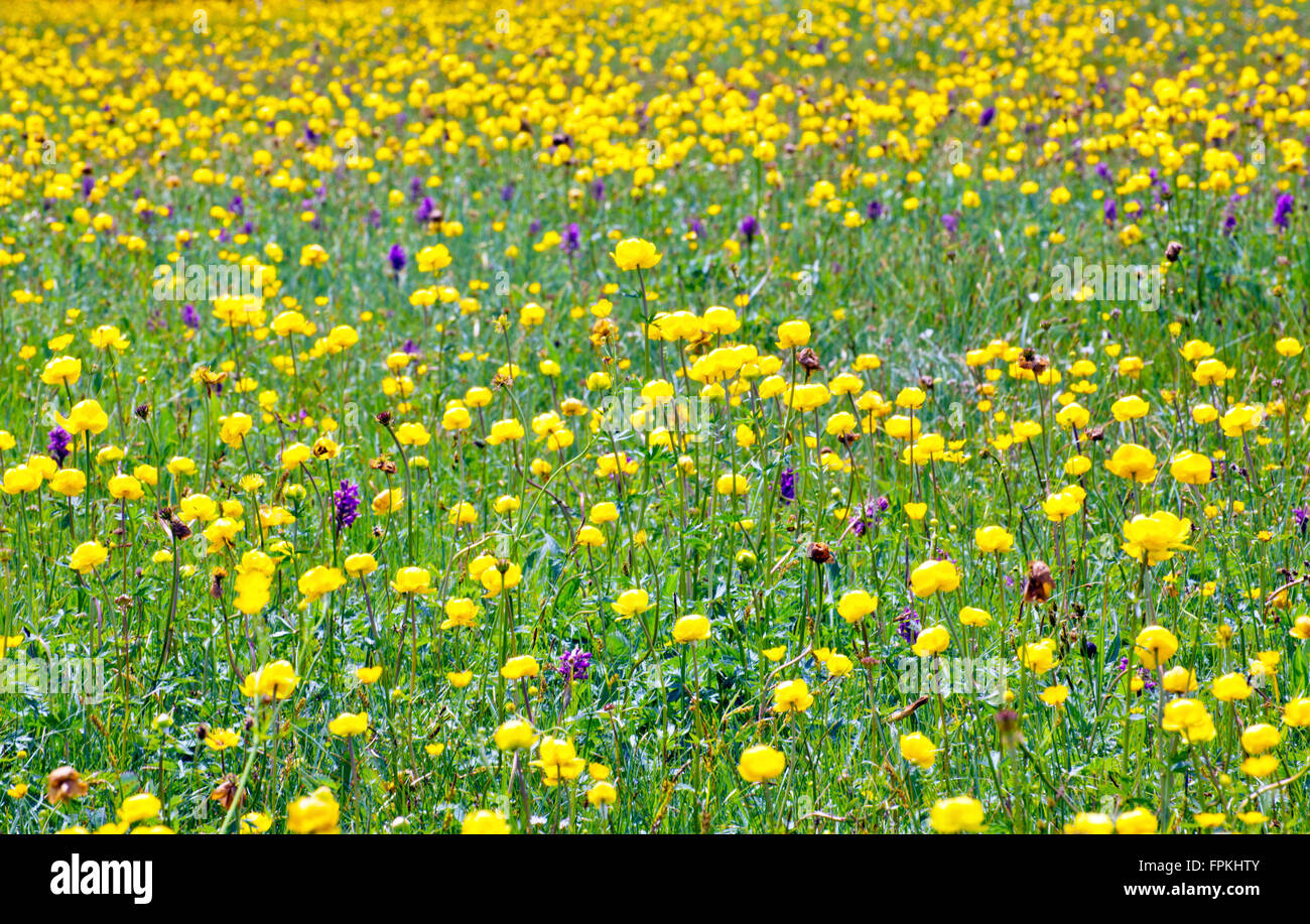 Flower meadow in spring Stock Photo - Alamy