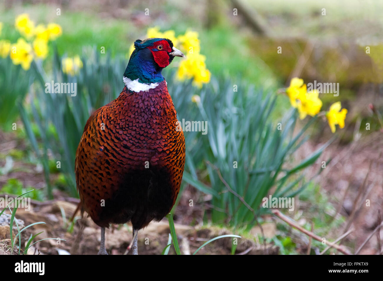 Edensor, Chatsworth Estate, Derbyshire, U.K. 19th March 2016. A ...