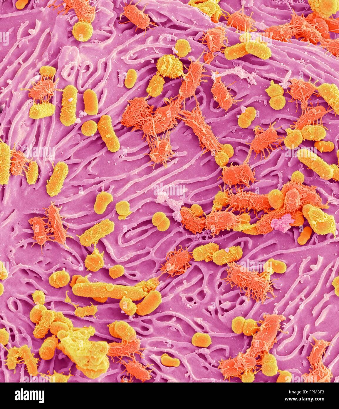 Oral bacteria. Coloured scanning electr micrograph (SEM) of mixed oral ...