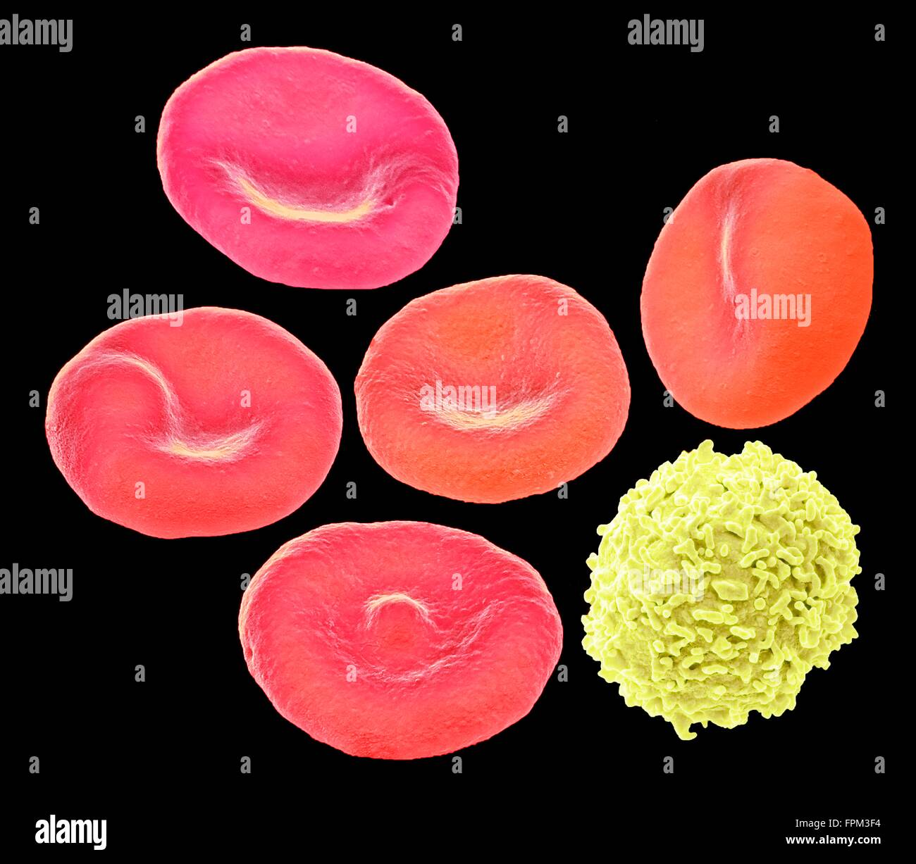 Blood cells. Coloured scanning electr micrograph (SEM) of red blood ...