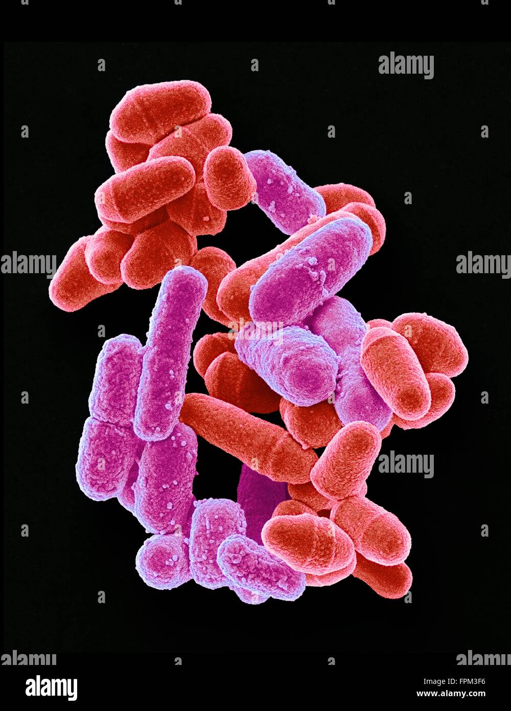 Bacteria yeast. Coloured scanning electr micrograph (SEM) of bacteria ...