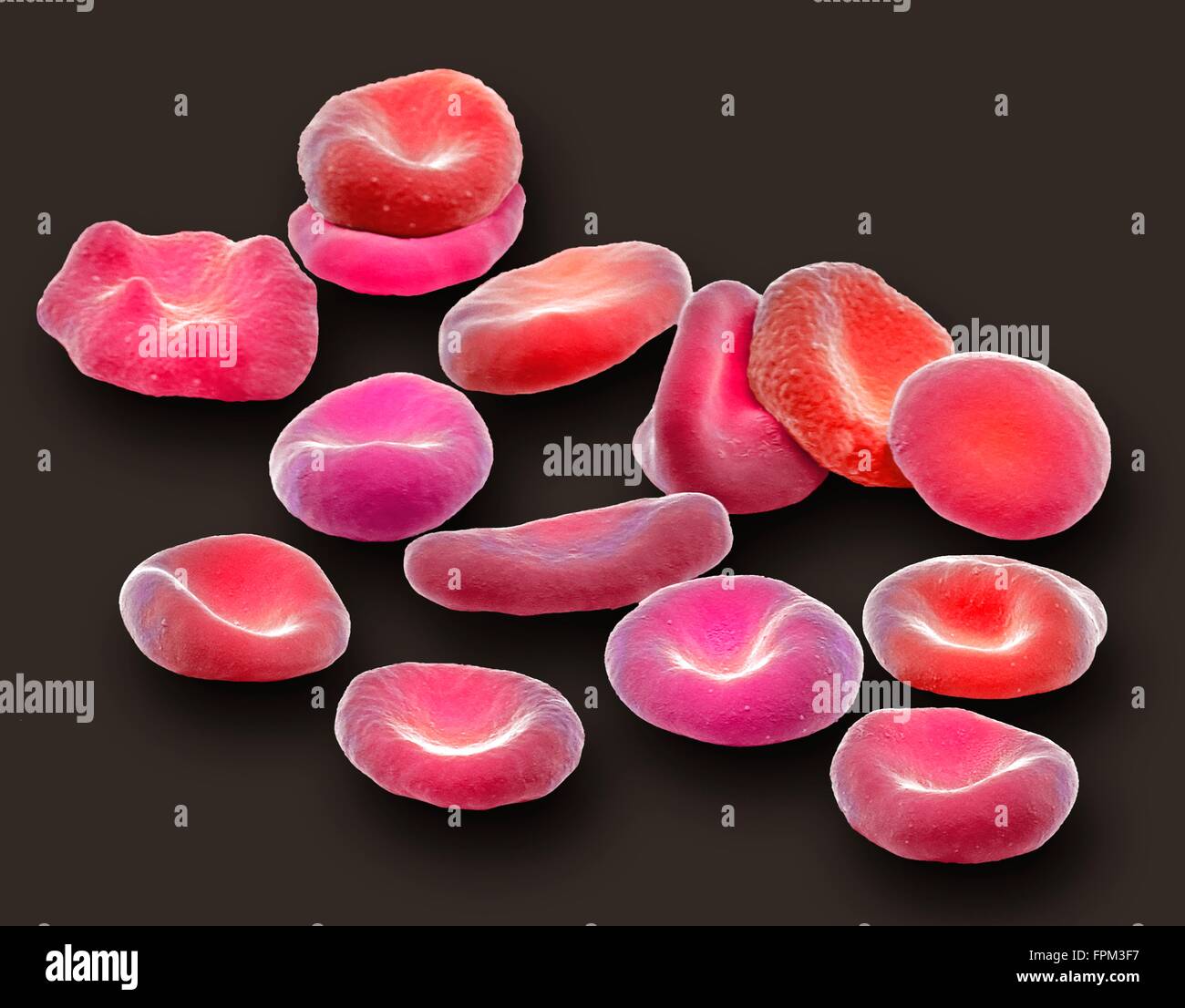 Red blood cells. Coloured scanning electr micrograph (SEM) of red blood ...
