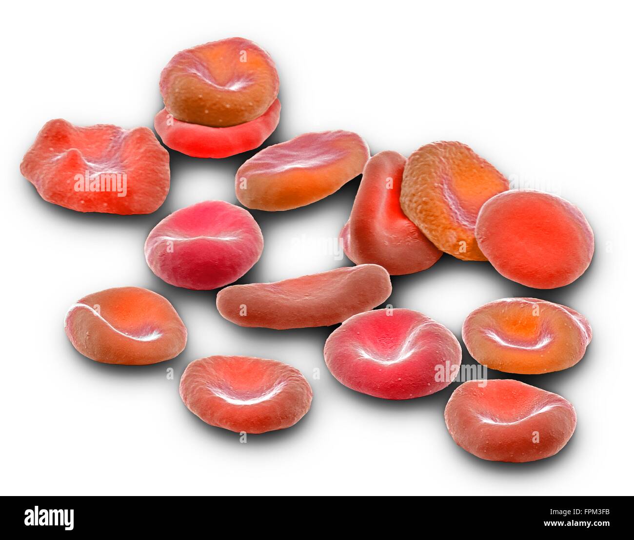 Red blood cells. Coloured scanning electr micrograph (SEM) of red blood ...