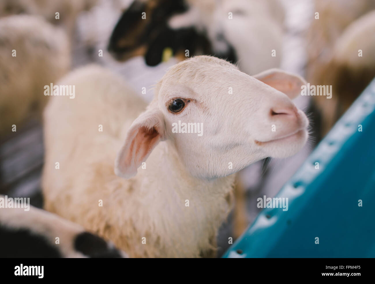 Happy sheep hi-res stock photography and images - Alamy